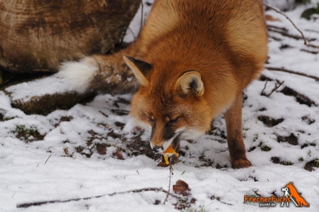 Frecher-Fuchs - beim Fressen eines Taubenei's - Regensburger Modell