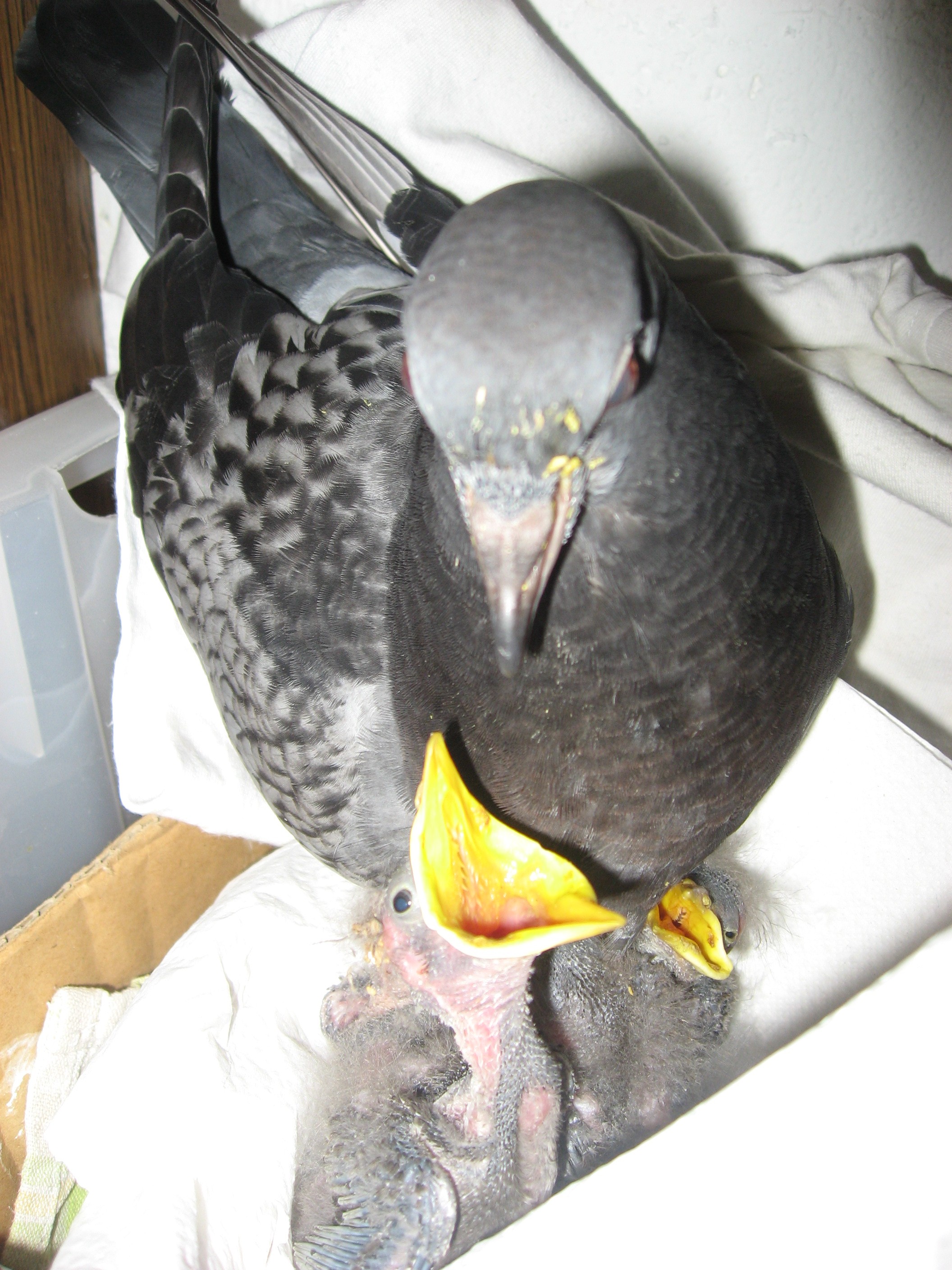 Hugo - eine Stadttaube, die Stare groß zieht - Regensburger Modell